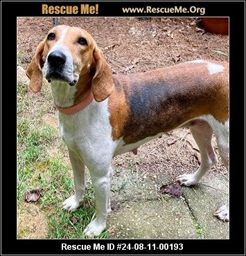 - North Carolina Dog Rescue - ADOPTIONS - Rescue Me!