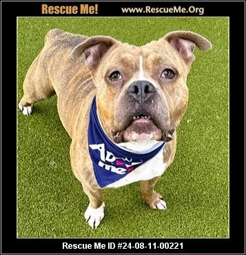 - Florida Bulldog Rescue - ADOPTIONS - Rescue Me!