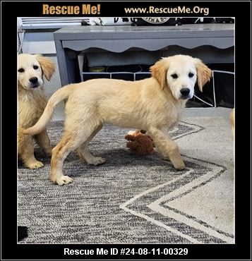 - Indiana Golden Retriever Rescue - ADOPTIONS - Rescue Me!