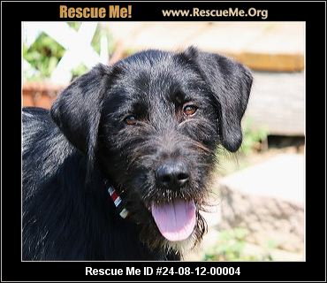 - Idaho Dog Rescue - ADOPTIONS - Rescue Me!