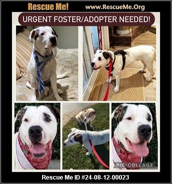 - California American Bulldog Rescue - ADOPTIONS - Rescue Me!