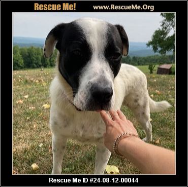- New York Dog Rescue - ADOPTIONS - Rescue Me!