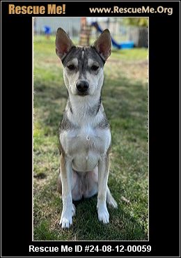 - Ohio Siberian Husky Rescue - ADOPTIONS - Rescue Me!
