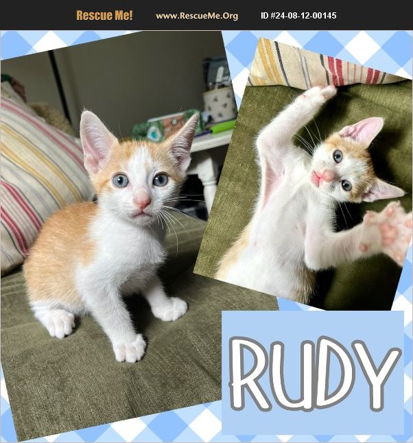ADOPT 24081200145 ~ Domestic Cat Rescue ~ Rockingham, NC