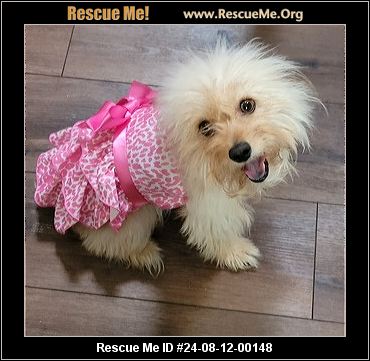 - Arizona Yorkie Rescue - ADOPTIONS - Rescue Me!