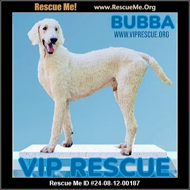 - Florida Poodle Rescue - ADOPTIONS - Rescue Me!