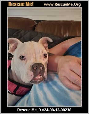 - Georgia Boston Terrier Rescue - ADOPTIONS - Rescue Me!