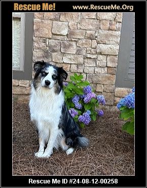 - Georgia Dog Rescue - ADOPTIONS - Rescue Me!