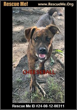 - Missouri Boxer Rescue - ADOPTIONS - Rescue Me!