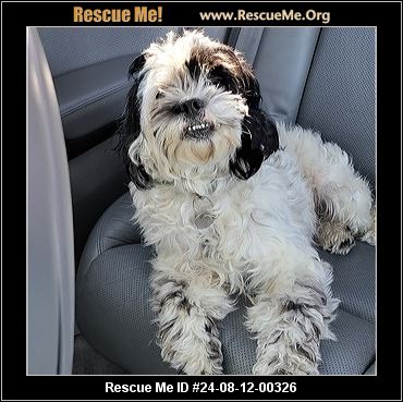 - California Cockapoo Rescue - ADOPTIONS - Rescue Me!