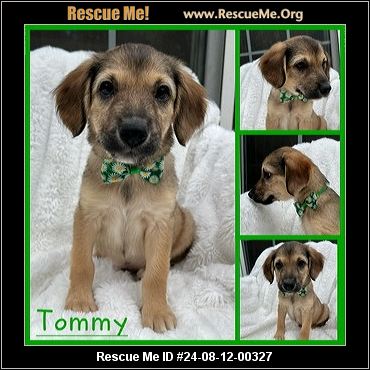 - South Carolina Dog Rescue - ADOPTIONS - Rescue Me!