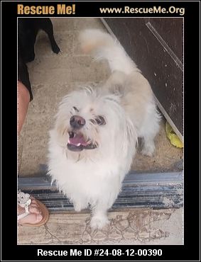 - Arizona Yorkie Rescue - ADOPTIONS - Rescue Me!