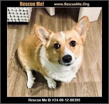 - California Corgi Rescue - ADOPTIONS - Rescue Me!