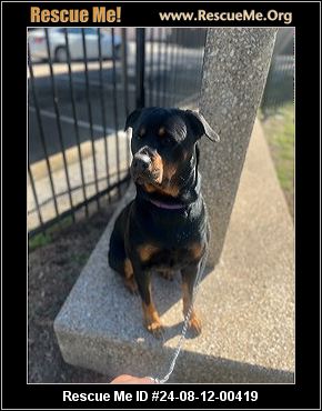 - Texas Rottweiler Rescue - ADOPTIONS - Rescue Me!