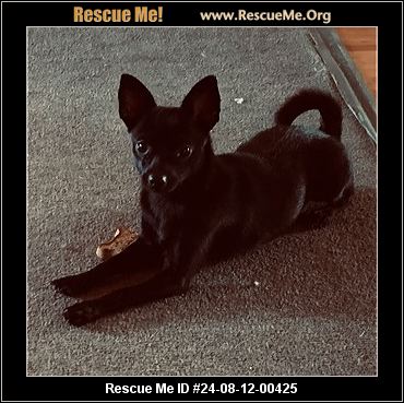- Arizona Pomeranian Rescue - ADOPTIONS - Rescue Me!