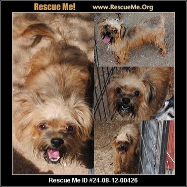 - Arizona Yorkie Rescue - ADOPTIONS - Rescue Me!
