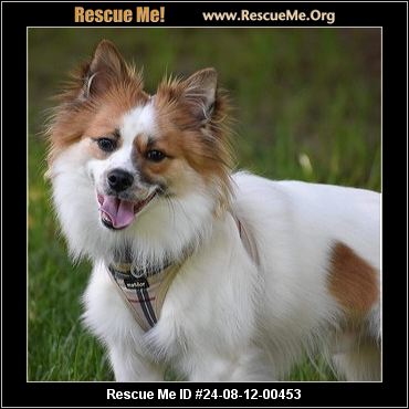 - Maryland Pomeranian Rescue - ADOPTIONS - Rescue Me!
