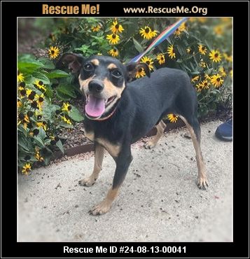 - North Carolina Dog Rescue - ADOPTIONS - Rescue Me!