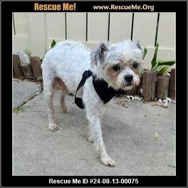 - Michigan Maltese Rescue - ADOPTIONS - Rescue Me!