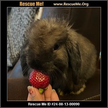 - Virginia Rabbit Rescue - ADOPTIONS - Rescue Me!