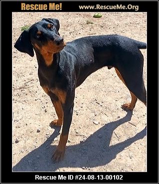 - New Mexico Dog Rescue - ADOPTIONS - Rescue Me!