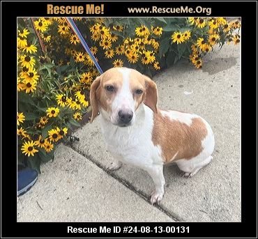 - North Carolina Dog Rescue - ADOPTIONS - Rescue Me!