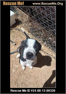 - Georgia Dog Rescue - ADOPTIONS - Rescue Me!