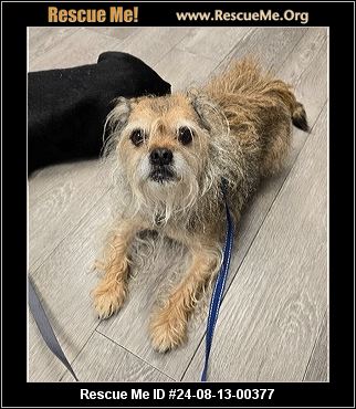 - Texas Yorkie Rescue - ADOPTIONS - Rescue Me!