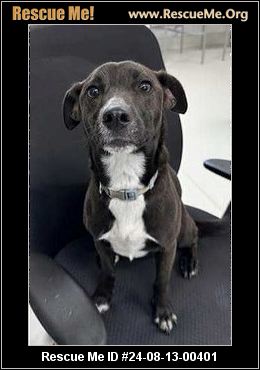 - Washington Dog Rescue - ADOPTIONS - Rescue Me!