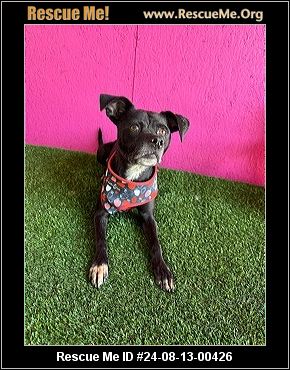 - California Boston Terrier Rescue - ADOPTIONS - Rescue Me!