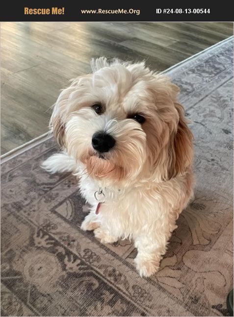 ADOPT 24081300544 ~ Maltese Rescue ~ Pensacola, FL