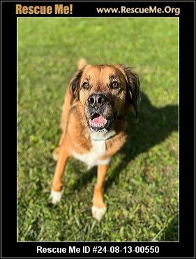 - Indiana Dog Rescue - ADOPTIONS - Rescue Me!