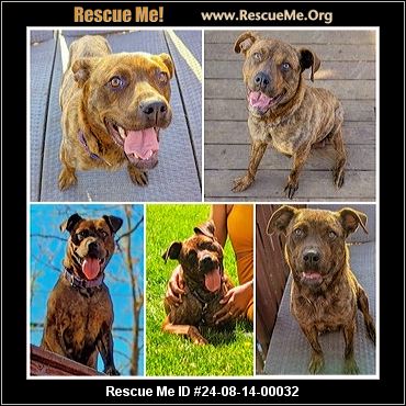 - Michigan Dog Rescue - ADOPTIONS - Rescue Me!