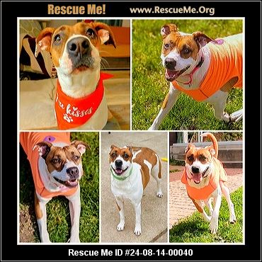 - Michigan Dog Rescue - ADOPTIONS - Rescue Me!