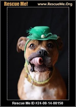 - Nebraska Dog Rescue - ADOPTIONS - Rescue Me!