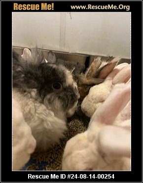 - Virginia Rabbit Rescue - ADOPTIONS - Rescue Me!