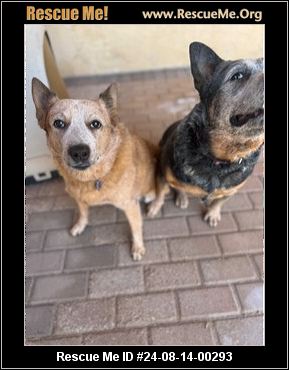 - Nevada Dog Rescue - ADOPTIONS - Rescue Me!