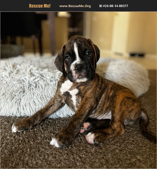 ADOPT 24081400377 ~ Boxer Rescue ~ Peoria, AZ