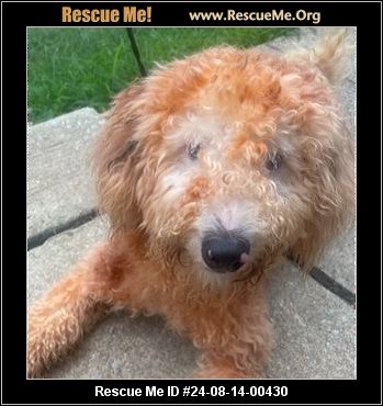 - Pennsylvania Poodle Rescue - ADOPTIONS - Rescue Me!