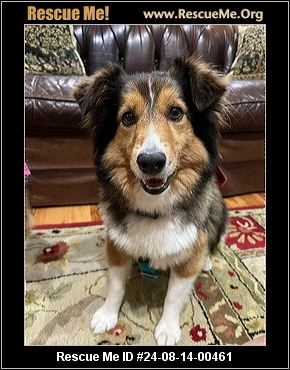 - North Carolina Dog Rescue - ADOPTIONS - Rescue Me!