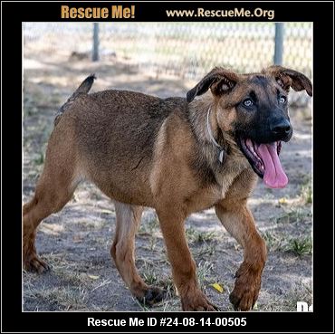 - Pennsylvania Dog Rescue - ADOPTIONS - Rescue Me!