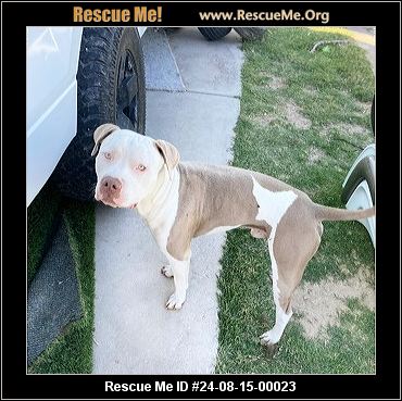 - Nevada Dog Rescue - ADOPTIONS - Rescue Me!