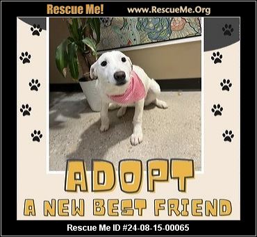 - Vermont Lab Rescue - ADOPTIONS - Rescue Me!