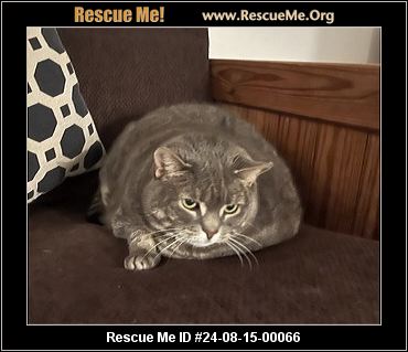 - Maryland Cat Rescue - ADOPTIONS - Rescue Me!