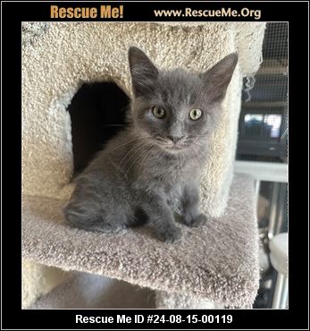 - California Russian Blue Rescue - ADOPTIONS - Rescue Me!