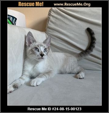 - California Siamese Rescue - ADOPTIONS - Rescue Me!