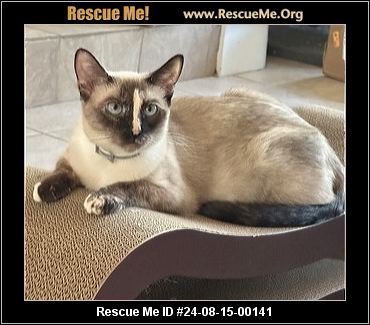 - California Siamese Rescue - ADOPTIONS - Rescue Me!