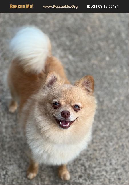 ADOPT 24081500174 ~ Pomeranian Rescue ~ Ringgold, VA