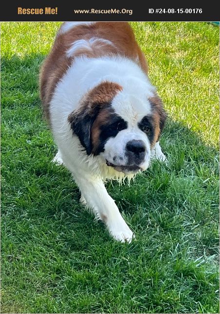 ADOPT 24081500176 ~ Saint Bernard Rescue ~ Charlotte, NC