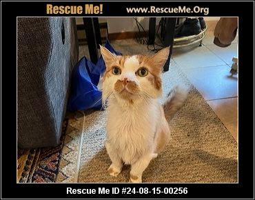 - Wisconsin Cat Rescue - ADOPTIONS - Rescue Me!